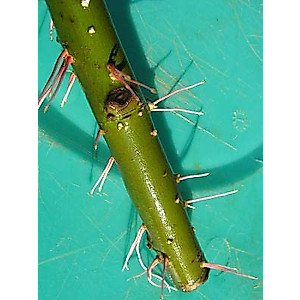 Hybrid Willow Tree Plants for Growing | Fast Privacy Hedge Row, Wind Block, Shade | Fast Growing - 12 Feet Per Year, Fast Growing Trees (24 Trees)