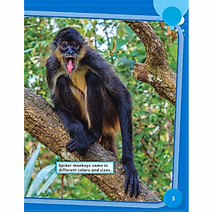 Teacher Created Materials 27329 Amazing Animals: Spider Monkeys: Place Value (Amazing Animals: Mathematics Readers)