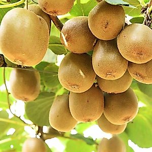 Red Flesh Kiwi Fruit Live Plants Chinese Gooseberry Actinidia chinensis - Height 12 inch for Yards and Garden Decoration