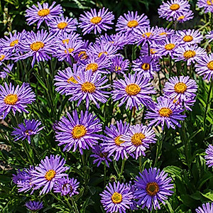 Outsidepride Aster Blue Garden Flower Plant Seed - 2000 Seeds
