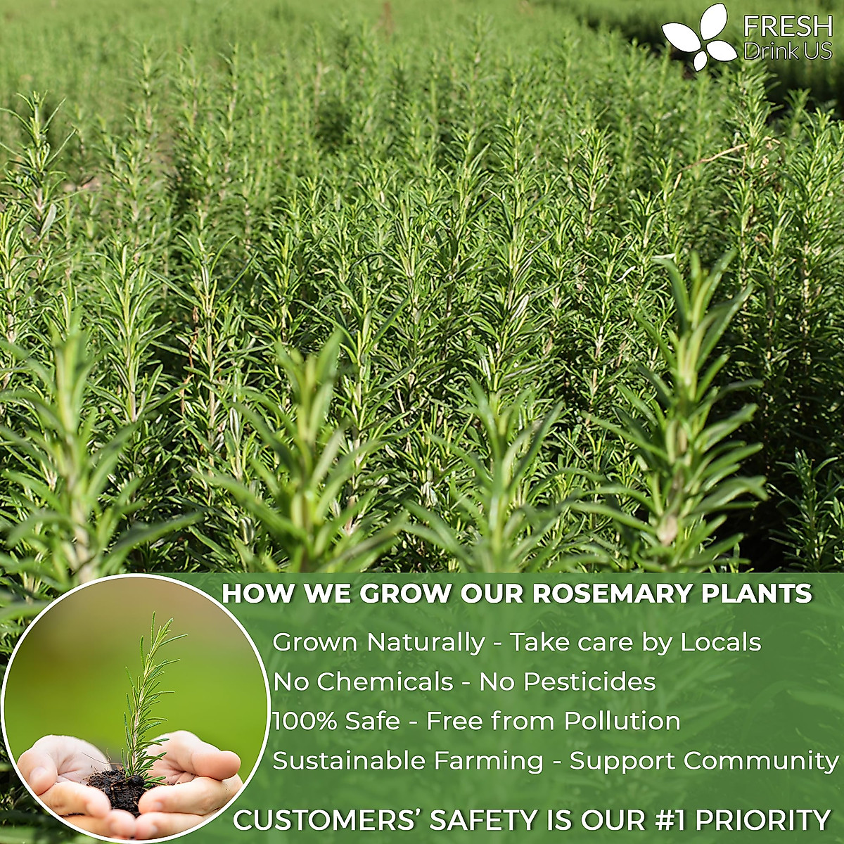 FreshDrinkUS, 100 Rosemary Leaf Tea Bags, Made with 100% Natural Rosemary Dried Leaves, Pure Rosemary Herbal Tea, No Additives, No Caffeine, No Gluten, Vegan.