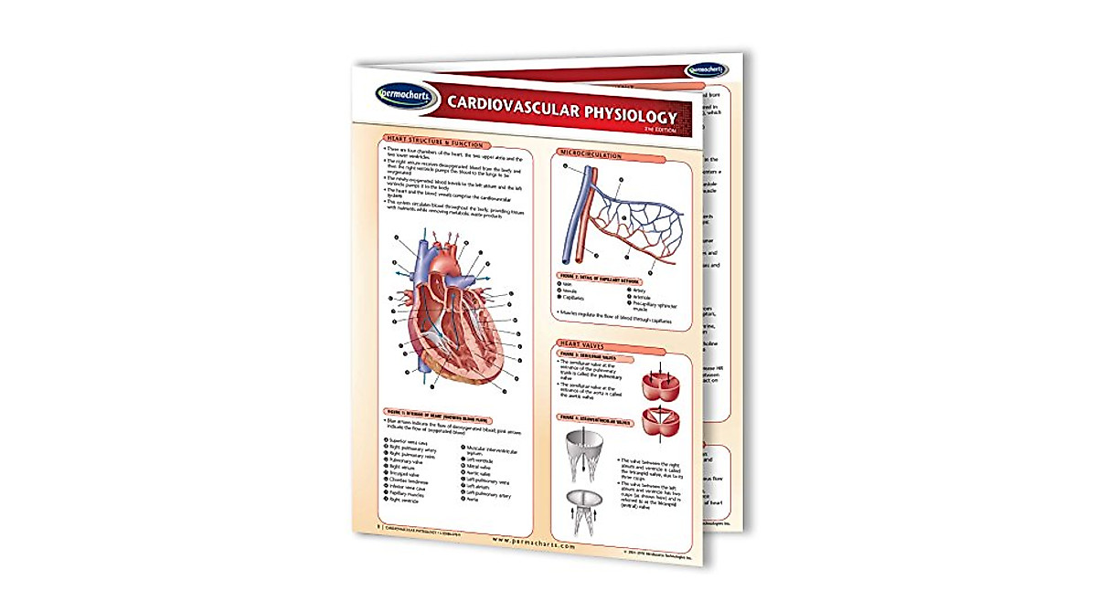 Cardiovascular Physiology Quick Reference Guide | Compact & Informative
