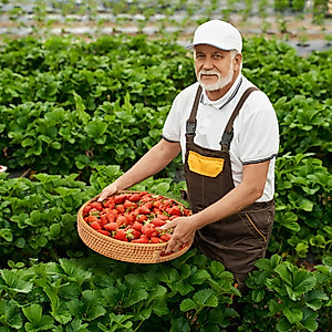 ANKUR Round Rattan Serving Tray with Handles- Decorative Woven Ottoman Trays with Handle,Coffee Table Basket,Natural Basket Wave Tray, Bathroom Decor (L- 13.7 Inch & M- 11.8 Inch)