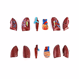 QWORK Human Body Anatomical Torso Doll, 15 Pcs 10-1/4" Detachable Removable Parts, Skeleton, Internal Organs, Visceral, Brain, with Detailed Instructions Manual
