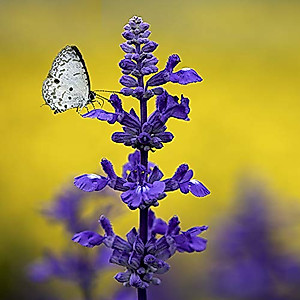 Outsidepride Salvia Sclarea Clary Sage Garden Herb with Essential Oils - 1000 Seeds