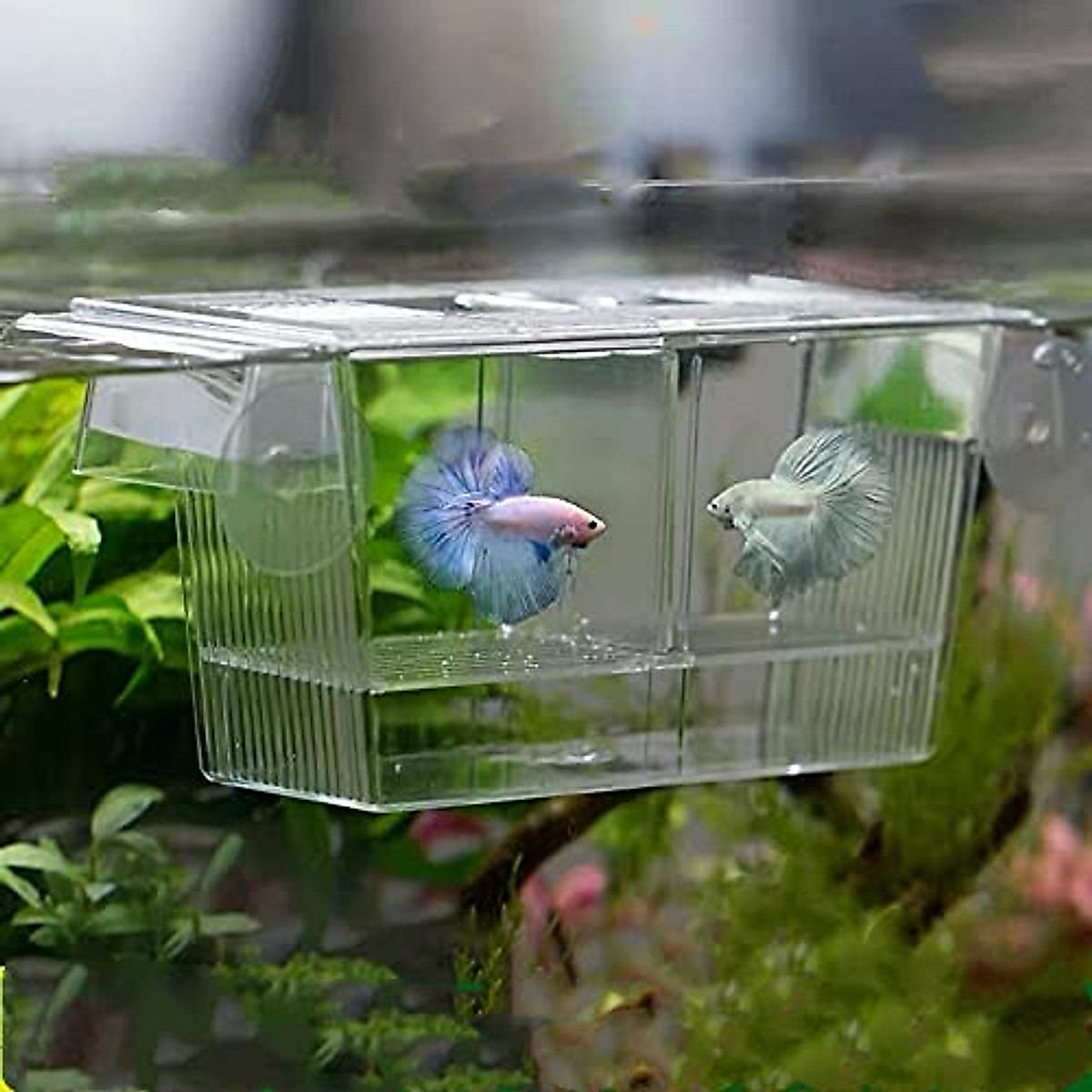 TechnologyMatter Fish Breeder Box Aquarium Divider Tank Fish Shrimp Guppy Clownfish Breeding Hatchery (Small)