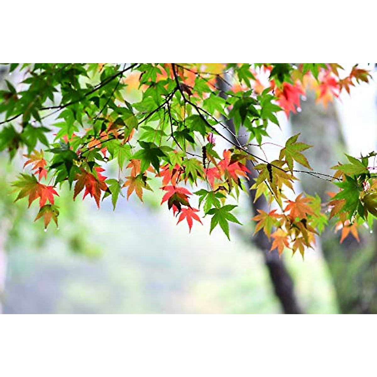 Acer Palmatum Japanese Green Maple Seeds! Bonsai Or Standard Small Ornamental jocad (10 Seeds)