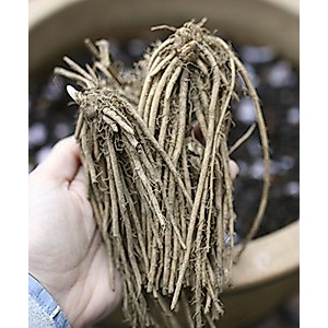 5 Mary Washington" asparagus crown, 2 Year Roots