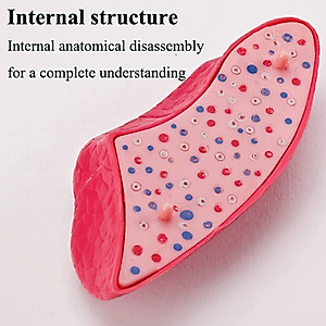 HIRNER Model Teaching Model Realistic Lung Anatomy Model Removerable Human Internal Organ Anatomy Model Medical Teaching Learning Aids for Teaching