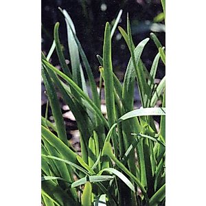 Garlic Chives 40 Live Plant Bare Root Hardy Perennial Herb Planting Ornaments Garden Perennials Simple to Grow Pots Gift