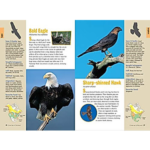 Raptor! A Kid's Guide to Birds of Prey