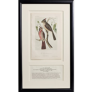 The Texan Cardinal Bird