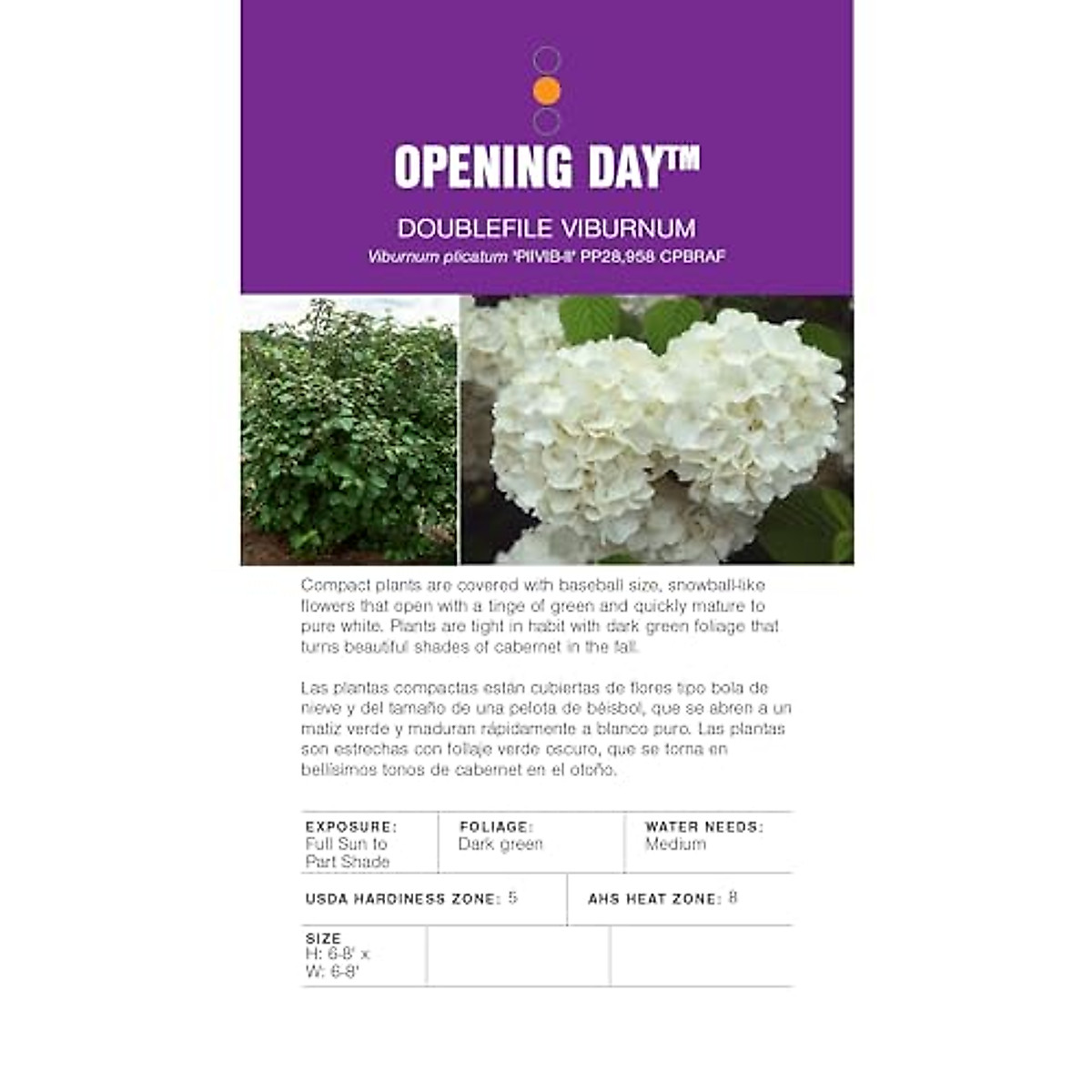 2 Gallon First Editions Viburnum Opening Day Shrub