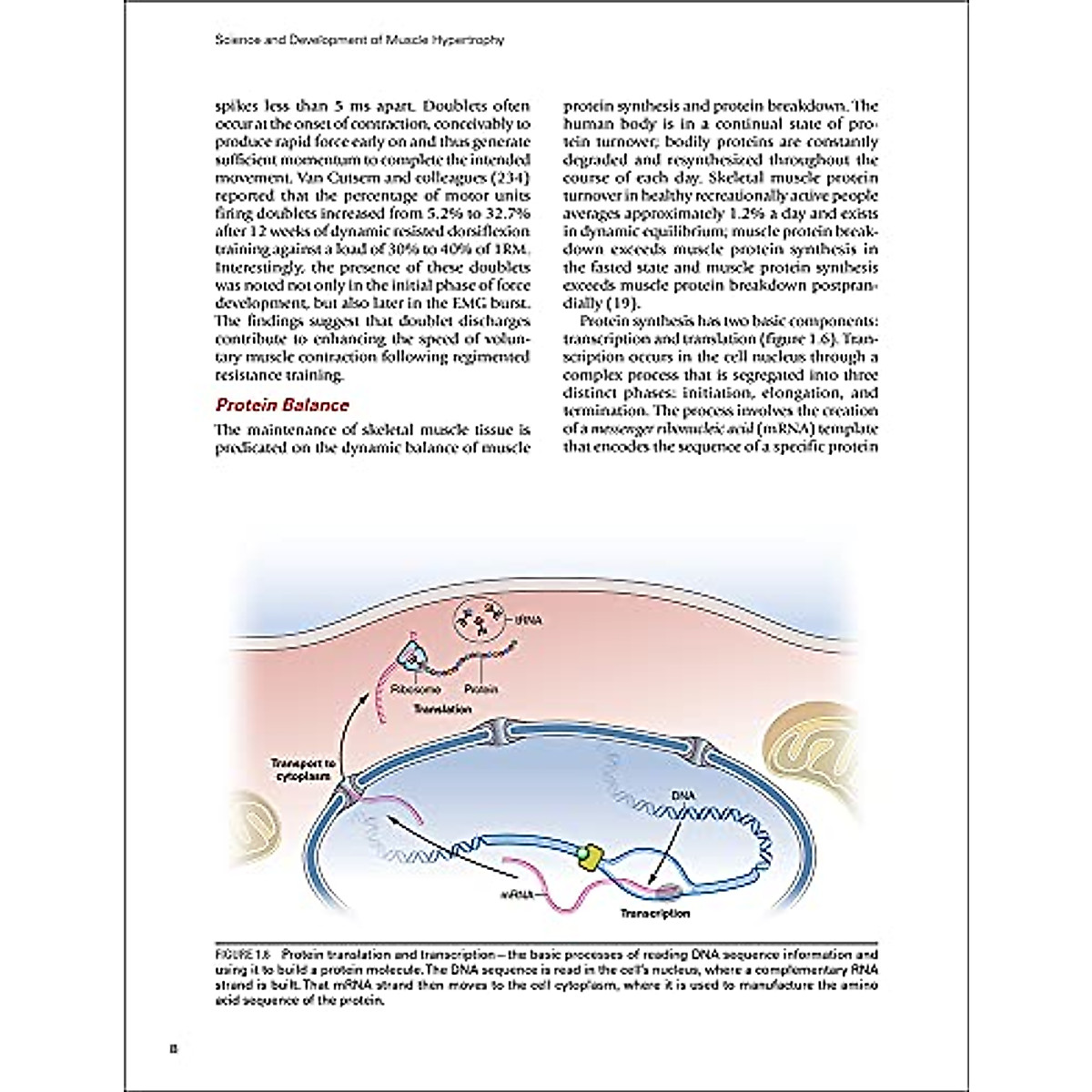 Science and Development of Muscle Hypertrophy