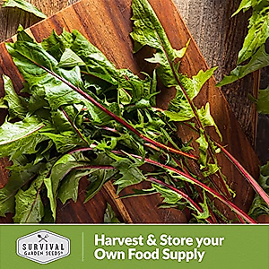 Survival Garden Seeds - Italiko Red Dandelion Seed for Planting - Packet with Instructions to Plant and Grow Nutritious Italian Chicory Greens in Your Home Vegetable Garden - Non-GMO Heirloom Variety