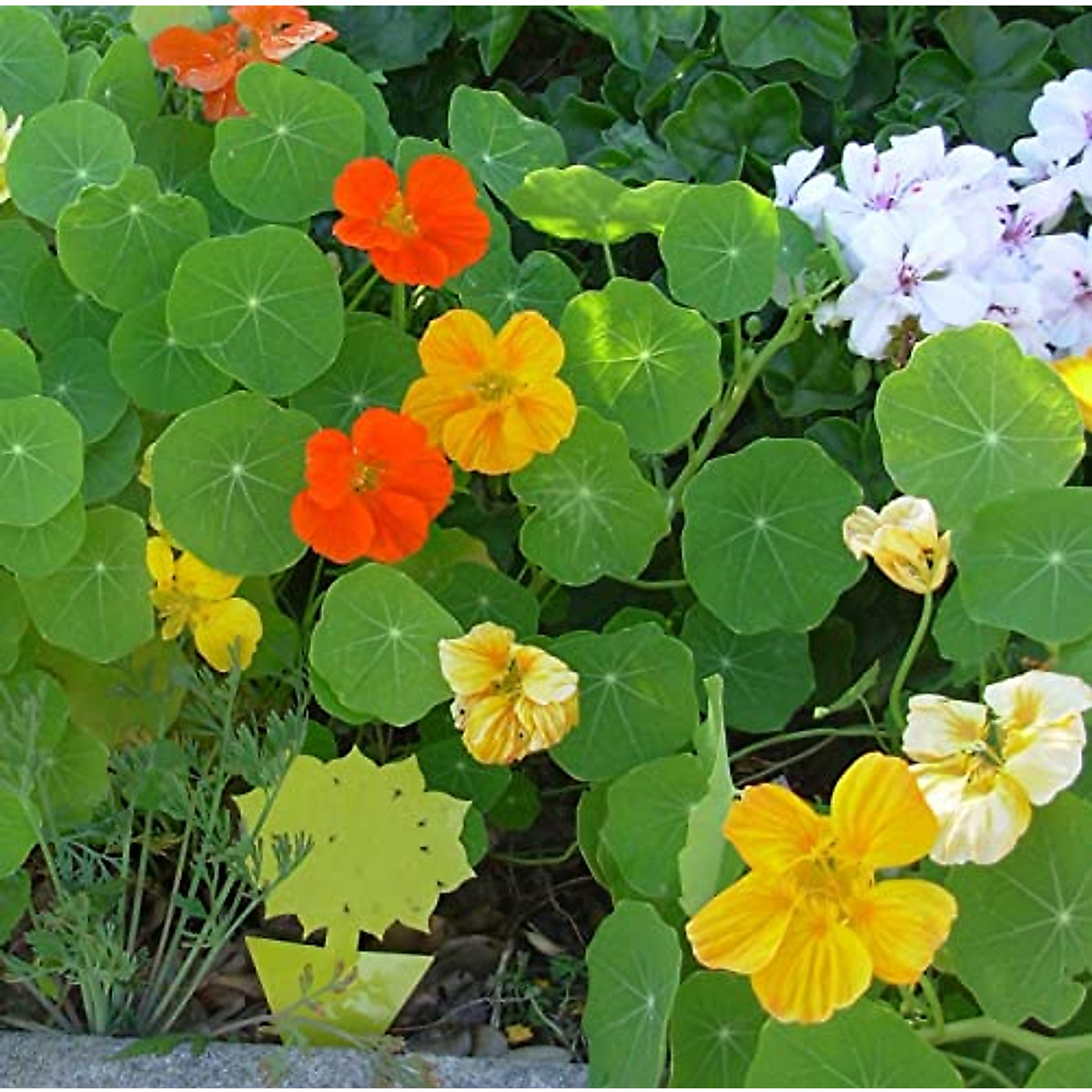 Yellow Dual Sticky Fly Traps (10 Pack) for Fruit Fly Gnat Whiteflies Fungus Gnats Small Insects Houseplant Eco Friendly 21C Save A Garden Flower Shape