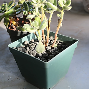 2.7lb Black Horticultural Lava Rock Bonsai Drainage Gravel Decorative Stones for Indoor Potted Plants Succulent Cactus Gritty Planting Medium Volcanic Pebbles for Terrarium, Gardening, Top Dressing