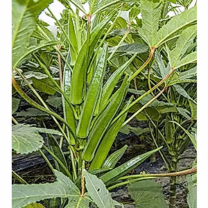 TomorrowSeeds - Clemson Spineless Okra Seeds - 50+ Count Packet - Natural Non GMO USA Southern Ochro Okro Bamia Garden Asian Vegetable