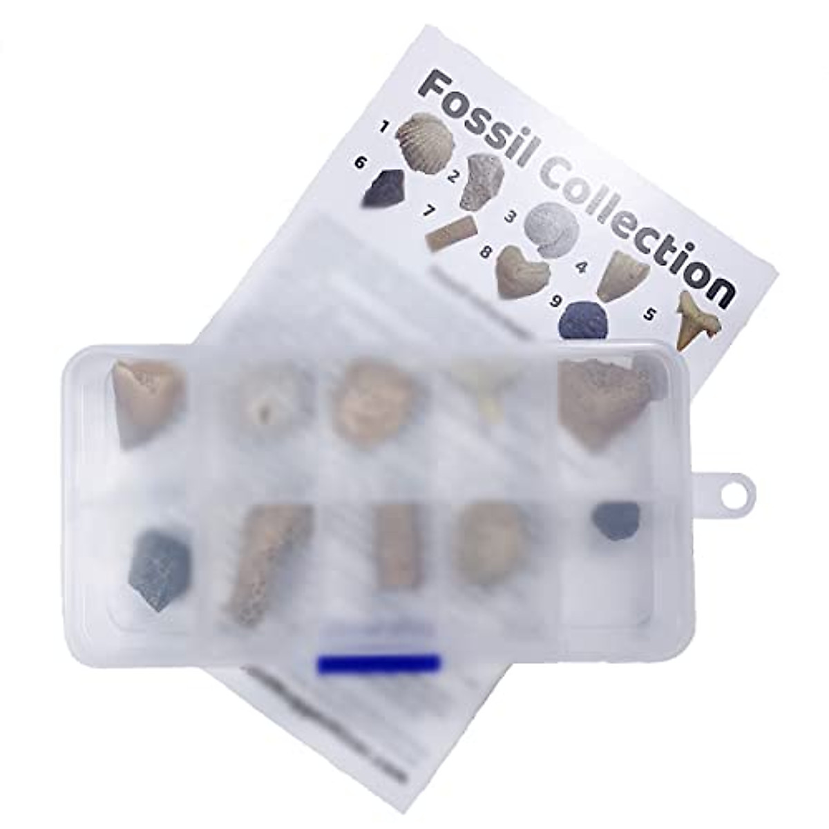 Fossil Collection (10 Piece) with Storage Case and Information Card