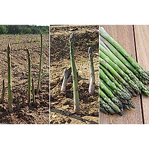 5 Mary Washington" asparagus crown, 2 Year Roots