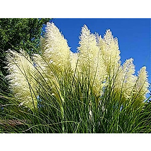 zellajake Rare Flower Seeds Pampas Grass Plant Seeds 2000+ Flower Bonsai Seeds for Home Garden Decoration