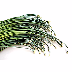 Gaea's Blessing Seeds - Garlic Chives Seeds (1.5g) Non-GMO High Yield Open-Pollinated Heirloom Chinese Leek 90% Germination Rate