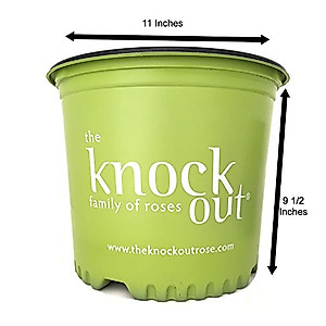 Star Roses Knockout Series 11892 Star Series Roses Knock Out, 3 Gallon, Sunny Knockout