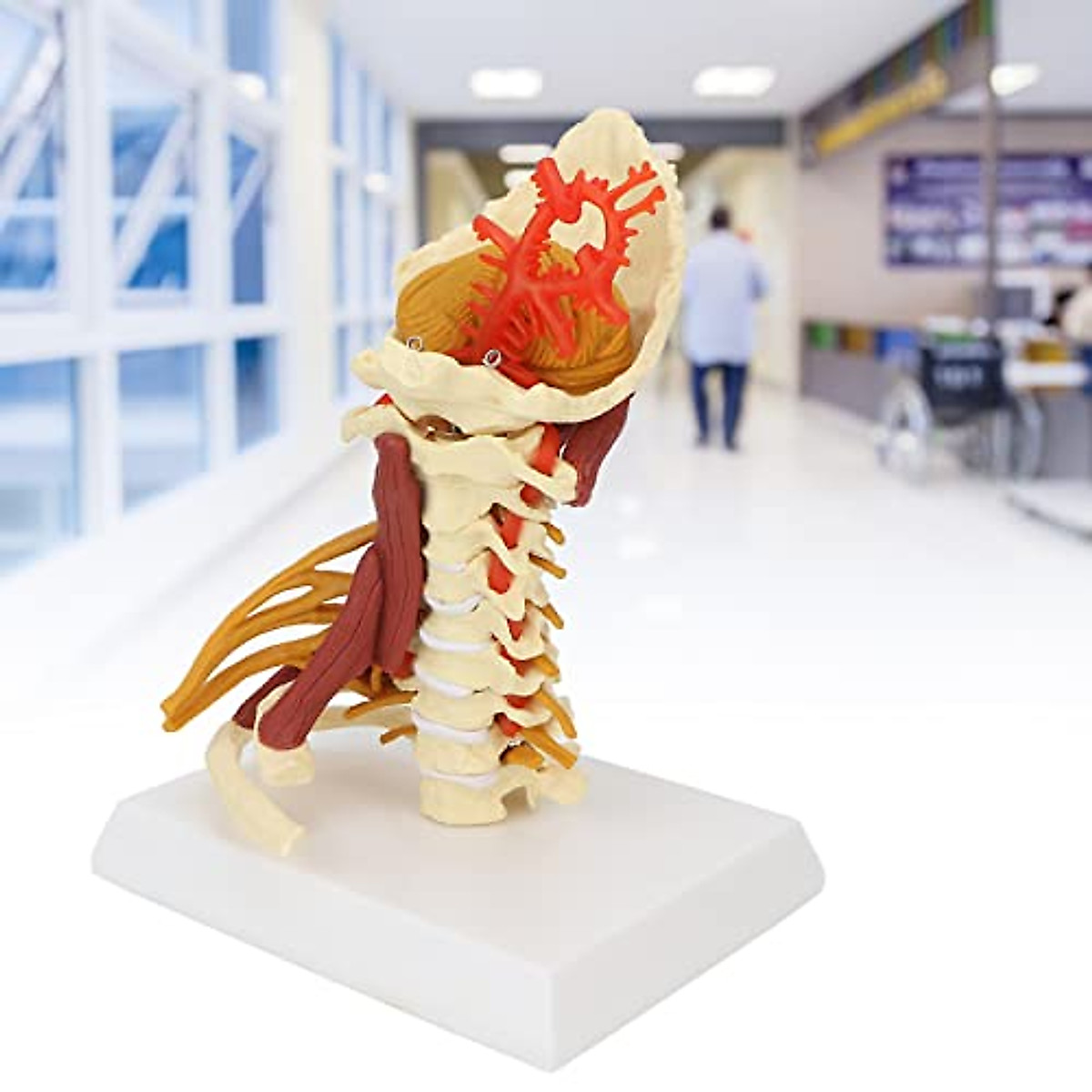 Cervical Spine Medical Model, Removable Spinal Nerves Anatomical Model Human Cervical Spine Demonstration Model Spine Anatomy Education Model for Science Classroom Study Display Teaching