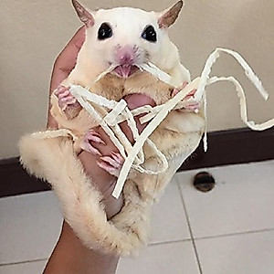 1 Sachet Sugar Glider, Hamster, Squirrel, Hedgehog, Chinchillas, Rabbit, Ferret, Small Exotic Pet Food Supplies Fish Snack 120 g. + 10% Bonus = 138 g.