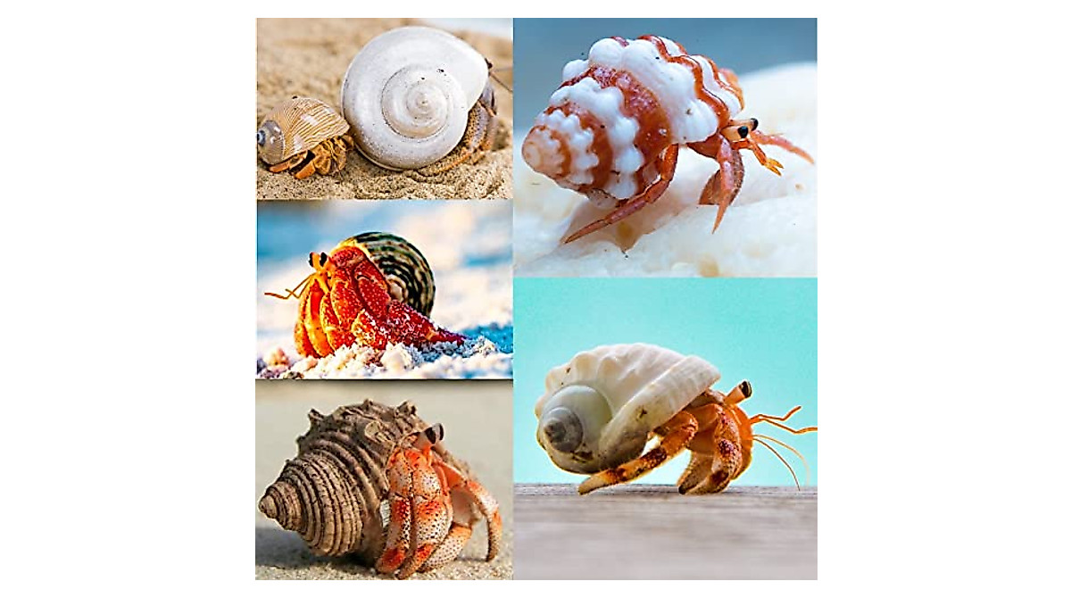 Natural 15PCS Hermit Crab Shells for All Sizes