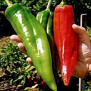 NuMex Big Jim Chili Pepper Seeds ► Heirloom NuMex Pepper Seeds (10+ Seeds) Award Winning 12+ inches Long! ◄ by PowerGrow System