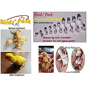 Birds' Park Splayed Leg Bird Treatment Bracelet Size: 3,4,5,6, &7mm(10 pcs)-Good for Baby Budgerigar, African Lovebird & Conure-by FedEx