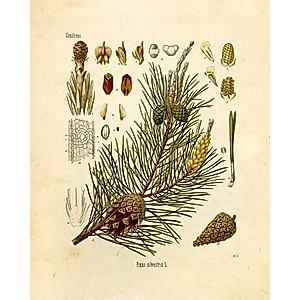Ink Inc. Botanical Prints Wall Art Ink Inc - Woodland Plants Wildflower Mushrooms Ferns Berries - Set of 9 8x10 Unframed