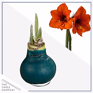 Waxed Amaryllis Bulb - Green - Easy Care - No Watering Needed - Beautiful Holiday Décor
