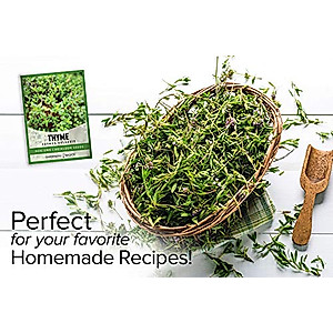 Thyme Seeds for Planting is A Heirloom, Non-GMO Herb Variety- Thymus Vulgaris Herb Seeds Great for Indoor and Outdoor Gardening by Gardeners Basics