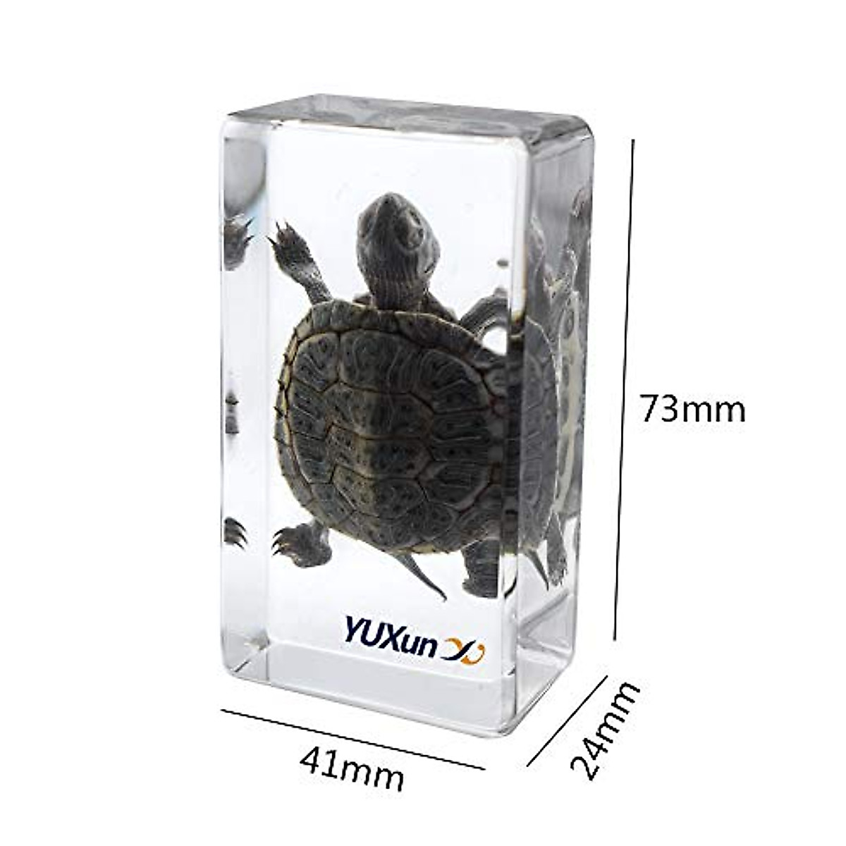 Cherish XT Real Marine Animal Trachemys scripta elegans Tortoise Specimen Paperweight Animal Science Classroom Specimen for Science Education