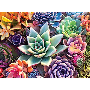 Succulent Diamond Painting Kits for Adults - 5D Diamond Art Kits for Adults Kids Beginner,DIY Flowers Full Drill Paintings with Diamonds Gem Art for Adults Home Wall Decor 11.8x15.7inch