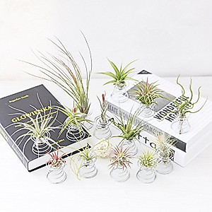 20 Pack Air Plant Stand Container Tillandsia Holder, Fineder Stainless Steel Wire Stand Plant Display Racks - Silver