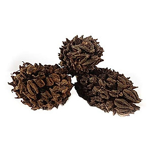 Josh's Frogs Magnolia Pods (Includes 5 Pods)