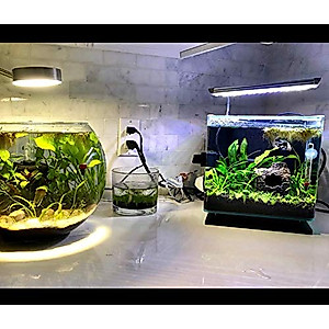 Dwarf Hairgrass Eleocharis Parvula Sp Mini 100% Tissue Culture Easy Freshwater Carpet Live Aquarium Plants Decorations 3 Days Live Guaranteed