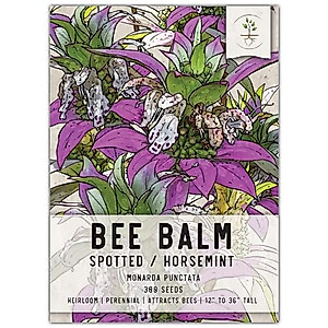 Seed Needs, Spotted Bee Balm Seeds - 300 Heirloom Seeds for Planting Monarda punctata - Horsemint Herb, Open Pollinated, Attracts Pollinators (1 Pack)