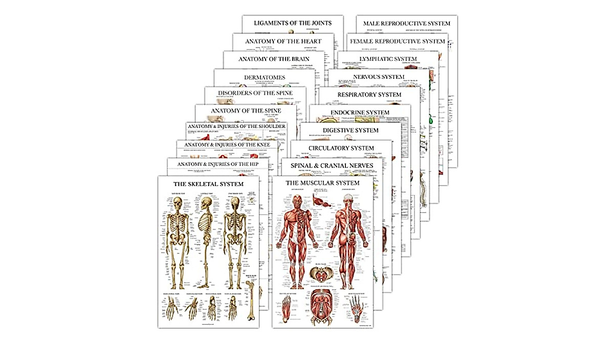20 Anatomical Posters Set - Human Body Systems Charts for Education