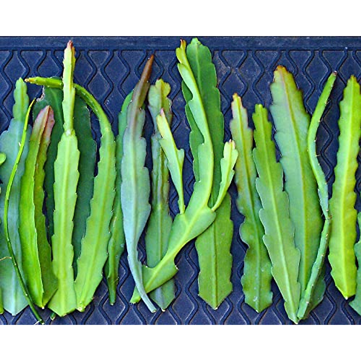(6) Mix Epiphyllum Orchid Cactus Cutting for Growing Indoor/Outdoor - Ornaments Perennial Garden Simple to Grow No Pots
