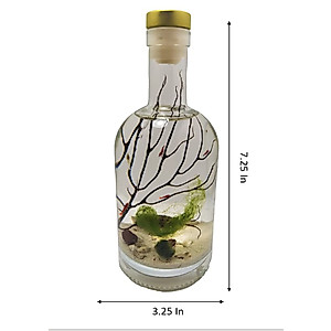 Enclosed Ecosystem Shrimps Bottle