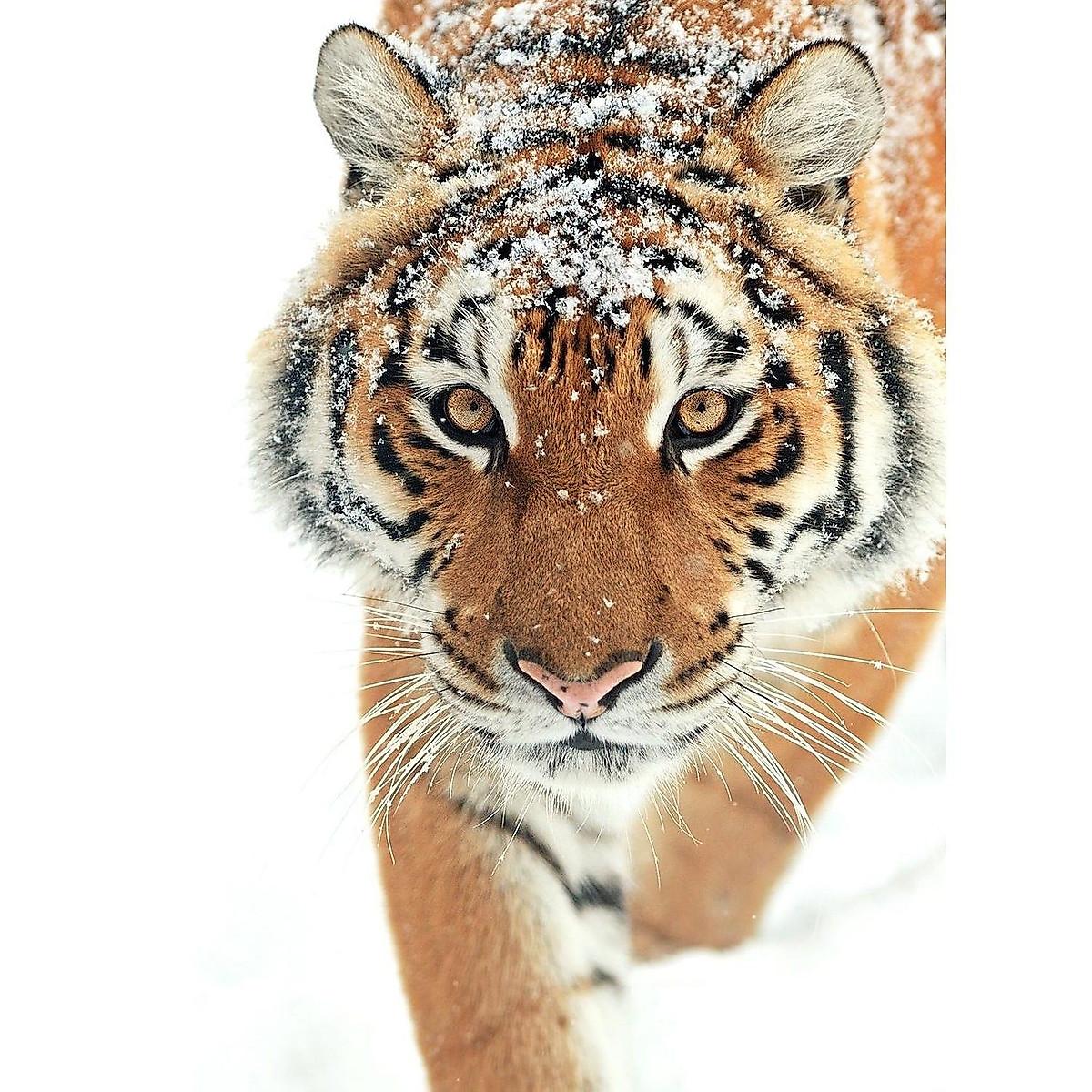 CafePress Snow Tiger Greeting Cards Folded Greeting Card Glossy