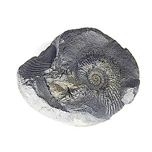 XUETZALCOATL Shatrughnah Sudarshan Shaligram 1.5cm - 2.5cm from Kali Gandaki 1 pcs