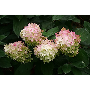2 Gal. Limelight Prime Hydrangea Shrub, Green to Pink blooms