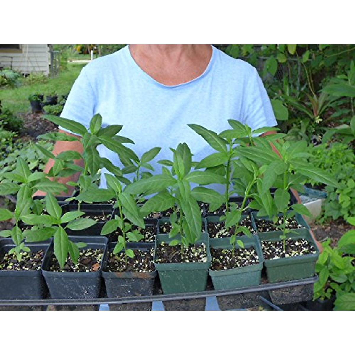 Bloodflower Milkweed Seeds Monarch Butterfly Weed Blood Flower #212 (80+ Seeds, or 1/2 Gram)