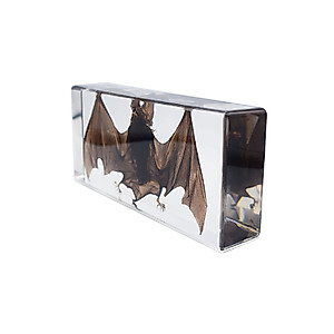 Large Taxidermy Real Bat Specimens Animal Specimen in Resin for Science Classroom Science Education XX-Large (7.9x3.6x1.6 Inch)