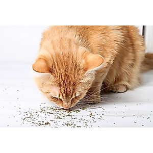 Purple Haze Catnip, Premium Blend Safe for Cats, Infused with Maximum Potency Your Kitty is Sure to Go Crazy for (1 Cup)